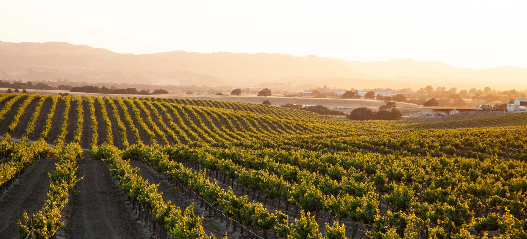 Adulation Wines – LOVE EXCESSIVELY
